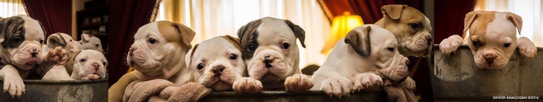 American Bulldogs - American Bulldog Puppies - Bulldogs